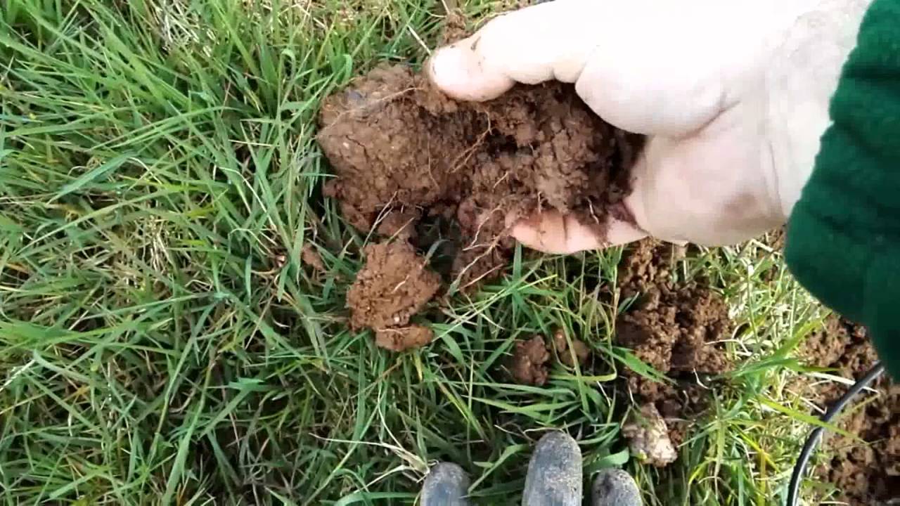 A Short Pasture Hunt Tesoro Compadre UK - YouTube