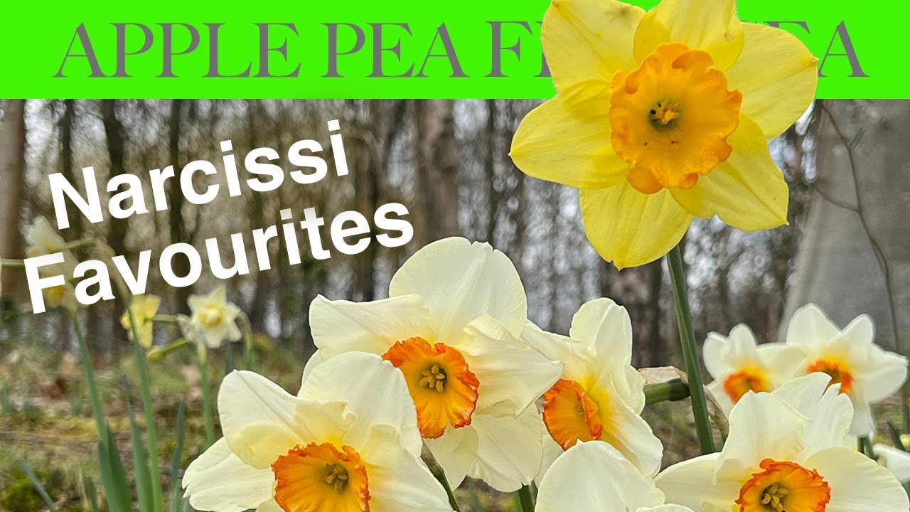Growing Daffodils (Narcissus): Our Top Fourteen Choices and Tips - YouTube