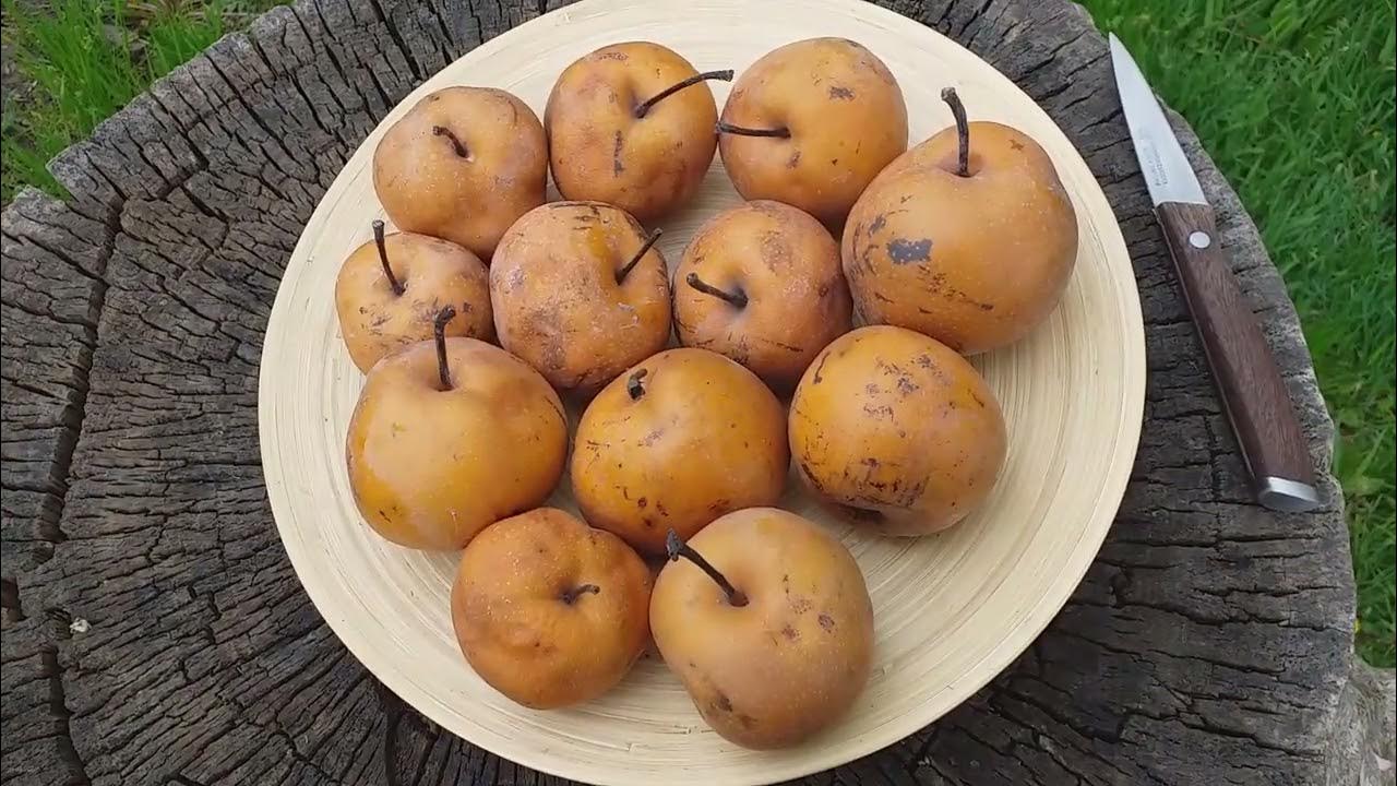 Сколько хранятся азиатские груши. Груша сорт Хосуи (pear Hosui) - YouTube