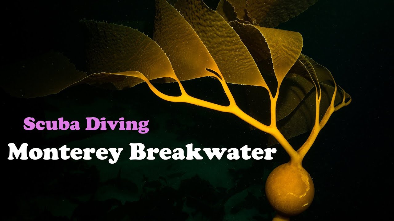 Scuba Diving Monterey Breakwater - YouTube
