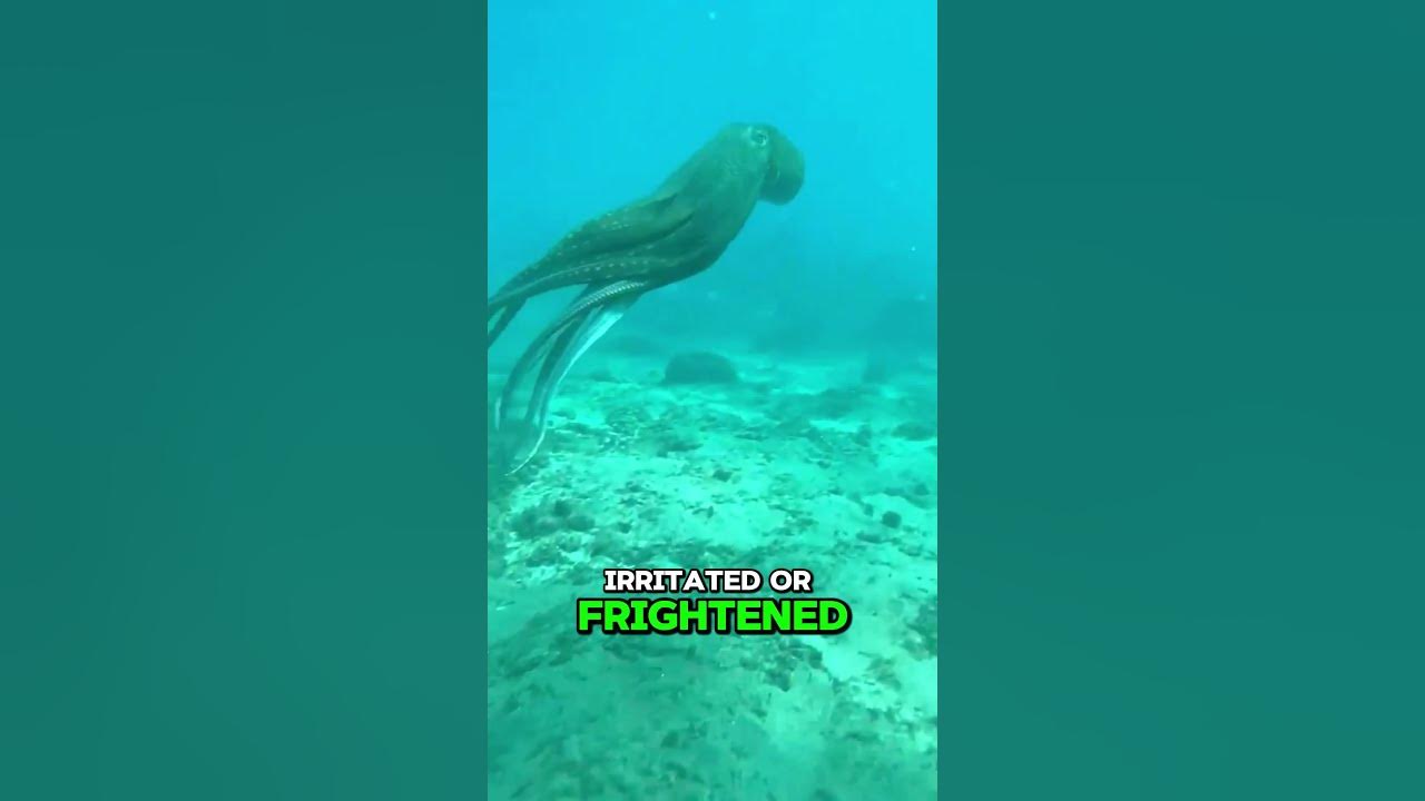 Squid Ink: The Ultimate Defense Mechanism#deepsea #octopus - YouTube