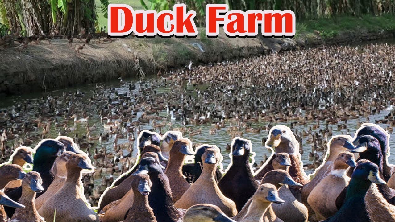 Duck Farming in Pakistan| Duck farming for eggs | Modern duck farming ...
