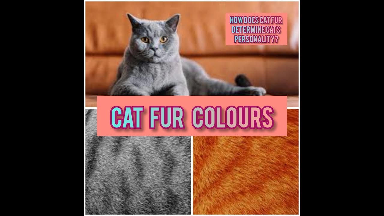 How fur colours determine the personality of your cat - YouTube