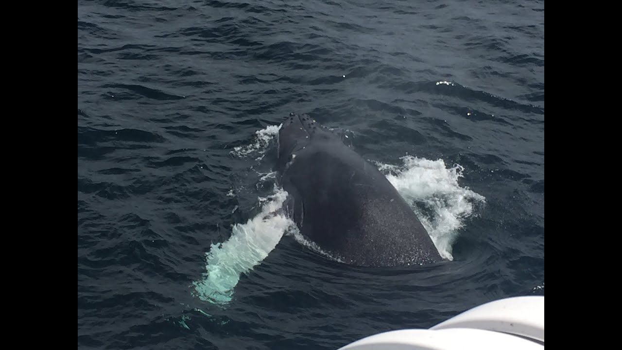 1st Anniversary | Martha’s Vineyard | Whale Watching - YouTube