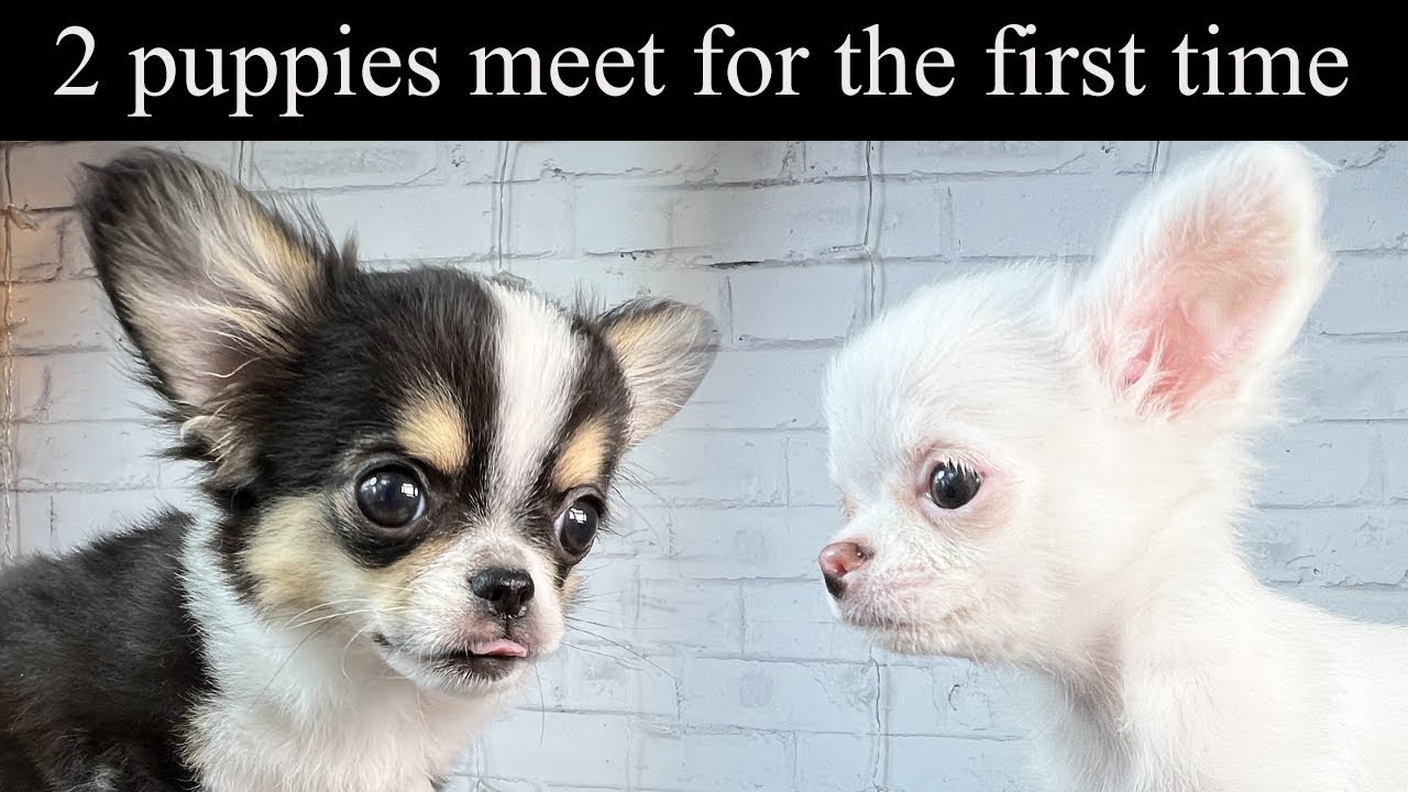 Two Puppies Meet for the First TIme - YouTube