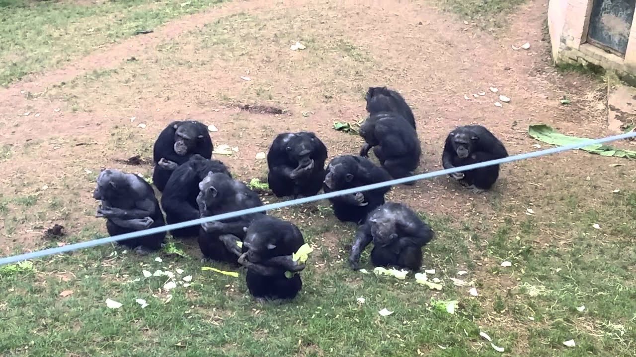 Chimps eating there lunch outside - YouTube