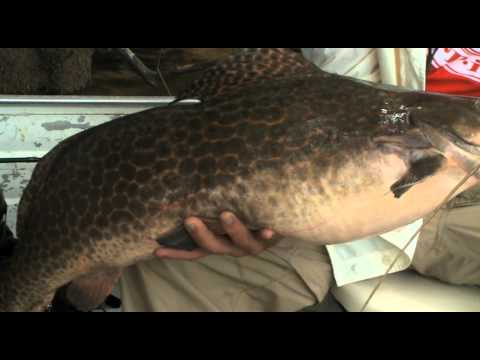 Jundia Catfish - YouTube