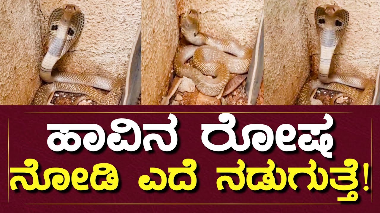 🐍 ಹಾವಿನ ರೋಷ ನೋಡಿ ಎದೆ ನಡುಗುತ್ತೆ! Surya Keerthi | Snake Shyam | Big Snake ...