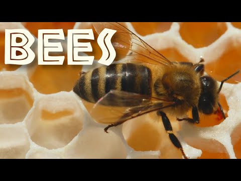 How Do Bees See For Kids