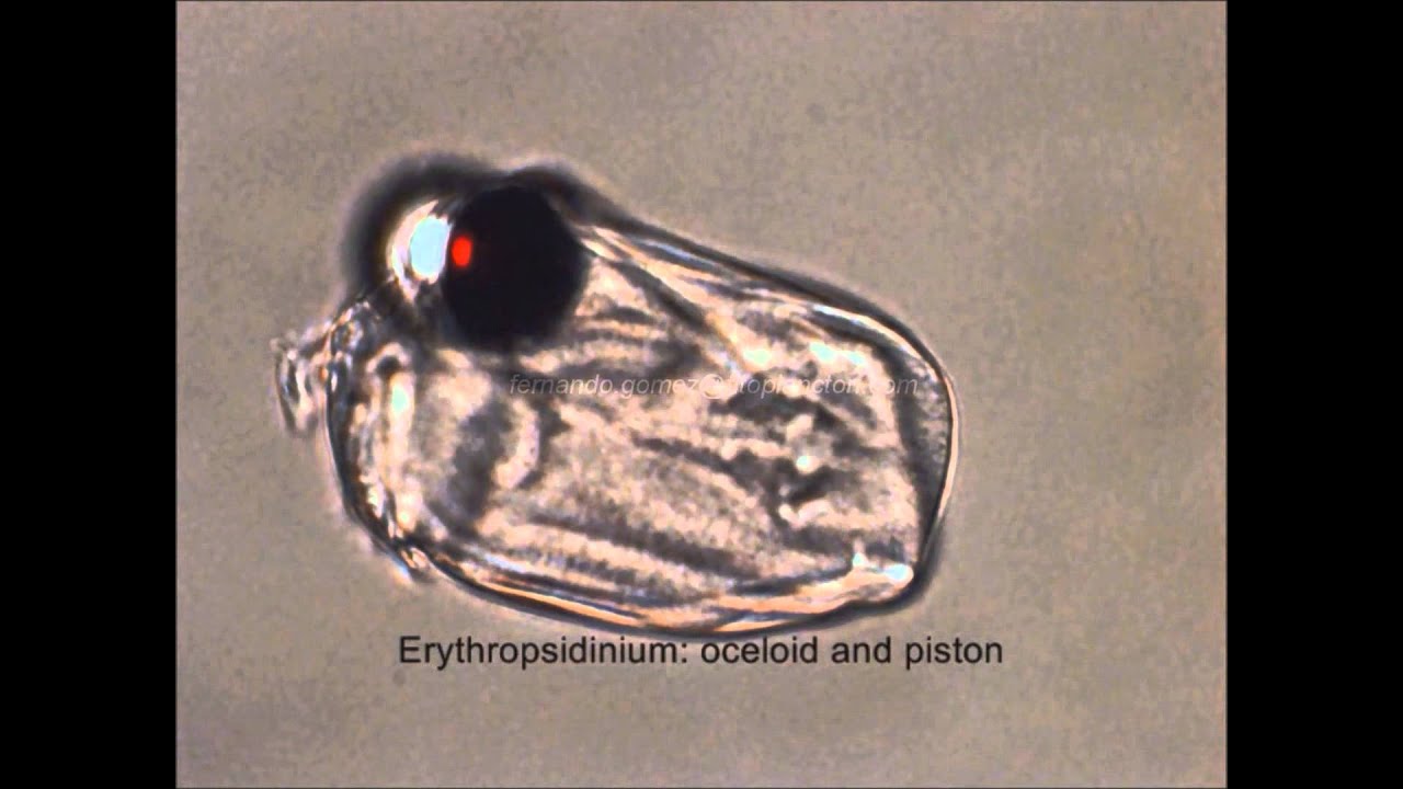 erythropsidinium ocelloid dinoflagellates - YouTube