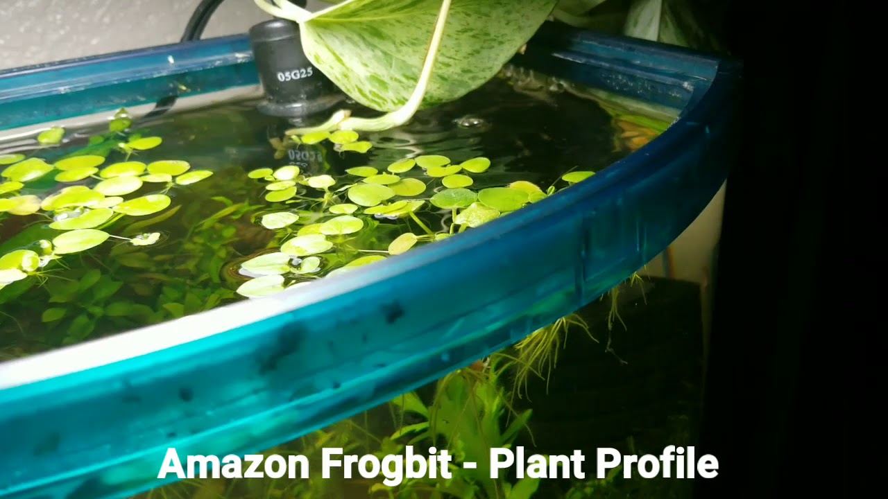 Amazon Frogbit Plant Profile - Nanoquatics - YouTube