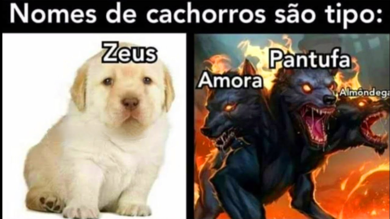 NARRANDO MEMES EM IMAGENS #289 // NOMES DE CACHORROS SÃO TIPO: - YouTube