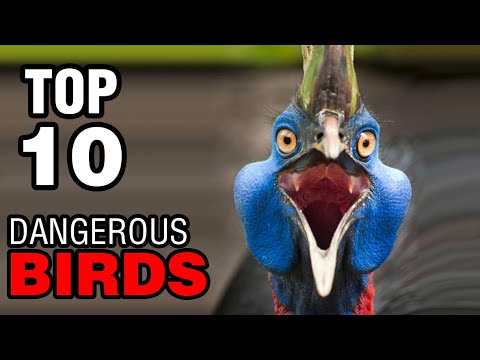 TOP 10 DANGEROUS BIRDS - YouTube