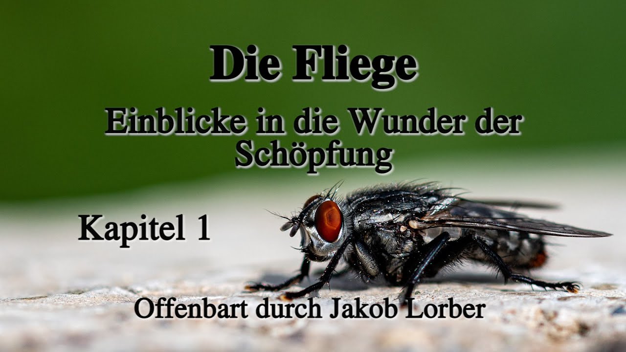 DIE FLIEGE - Kap.1 - Einblicke in die Wunder der Schöpfung - offenbart ...