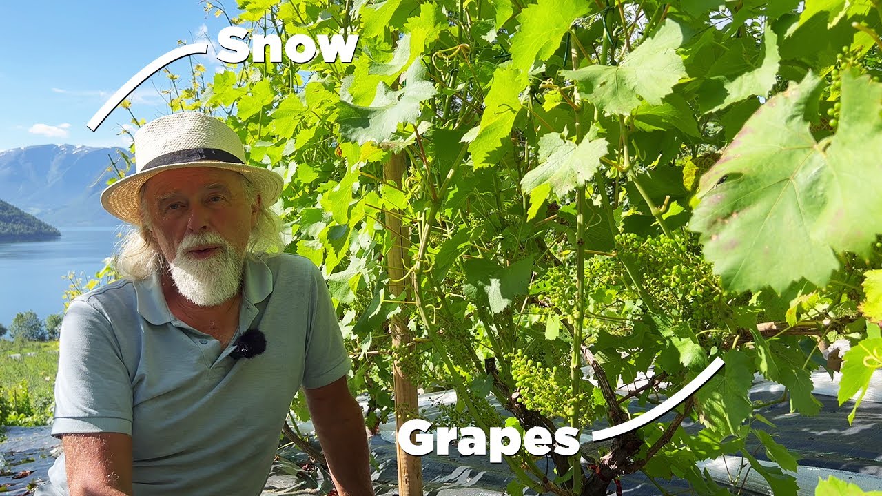 THE BEST Grapes to Grow in Cold Climate for Wine Production - YouTube