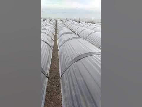 Укрытие уличной клубники - YouTube