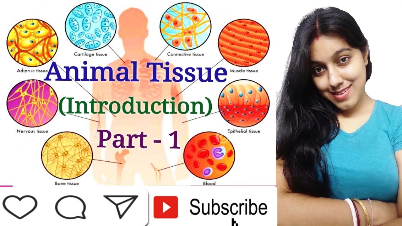 Animal Tissues || Introduction || Part - 1|| Class XI ( Neet ) || NCERT ...