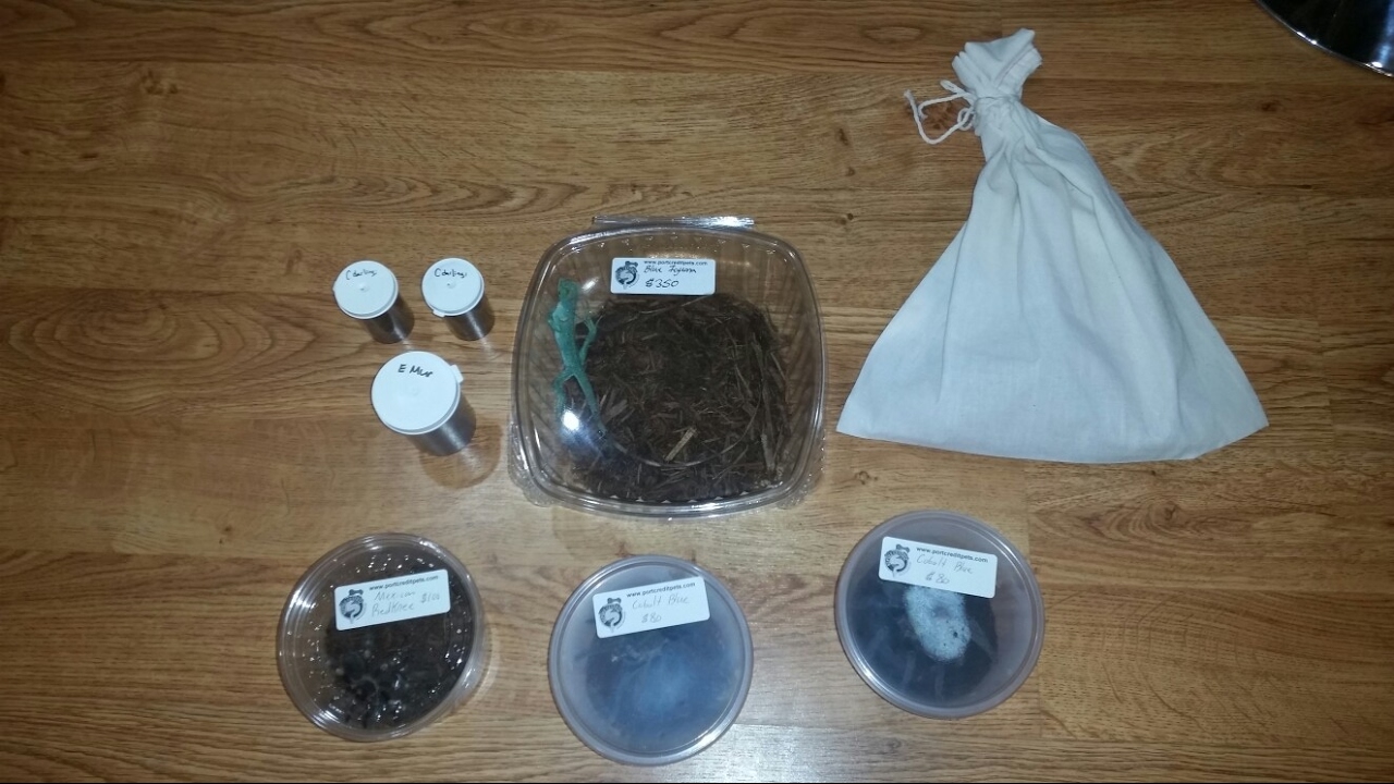 Toronto reptile expo pickups ( Tarantulas and reptiles ) plus update on ...