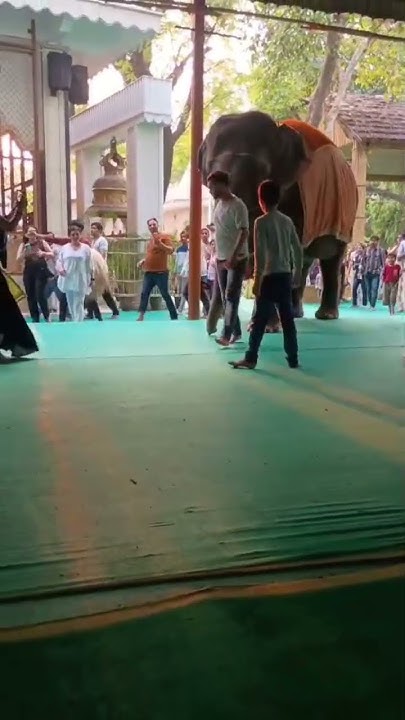 Raman Reti Haathi ki aarti #shortsfeed #vrindavan #haathi #mathura #shorts #short - YouTube