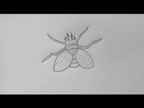 how to draw a house fly|easy house fly drawing step by step - YouTube
