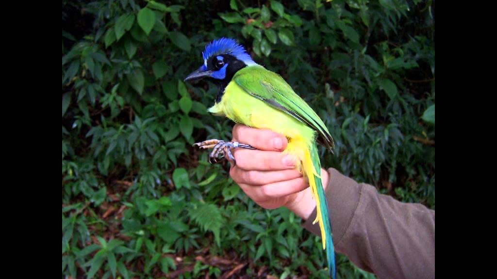 pajaro choui - YouTube
