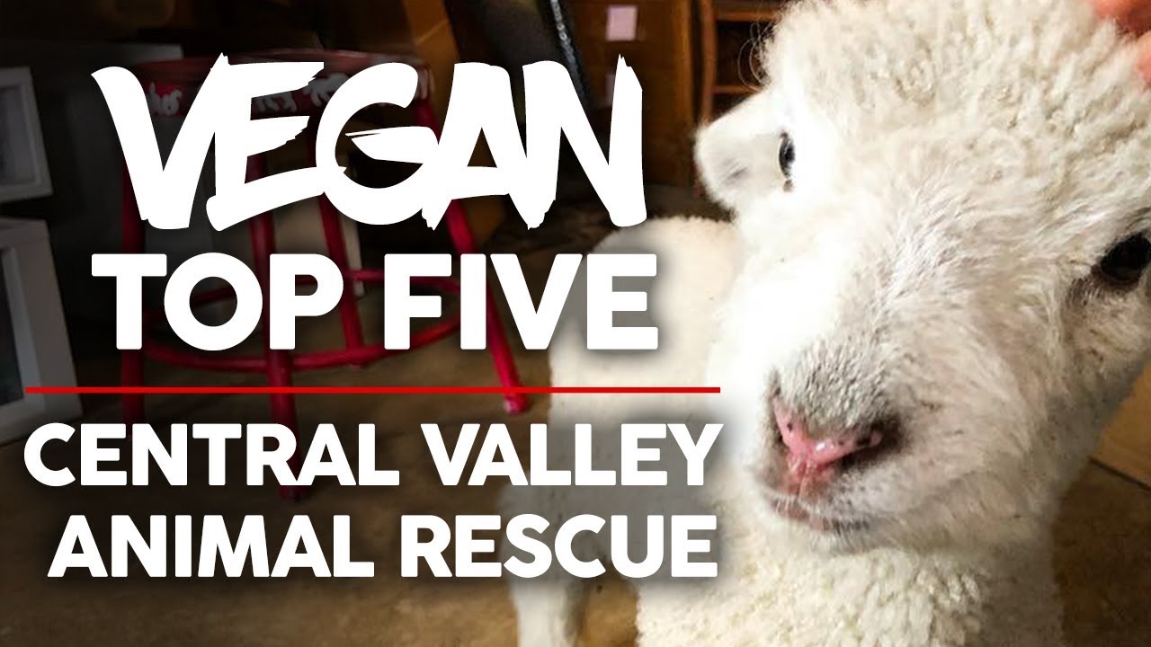 VEGAN TOP 5: Center Valley Animal Rescue - YouTube