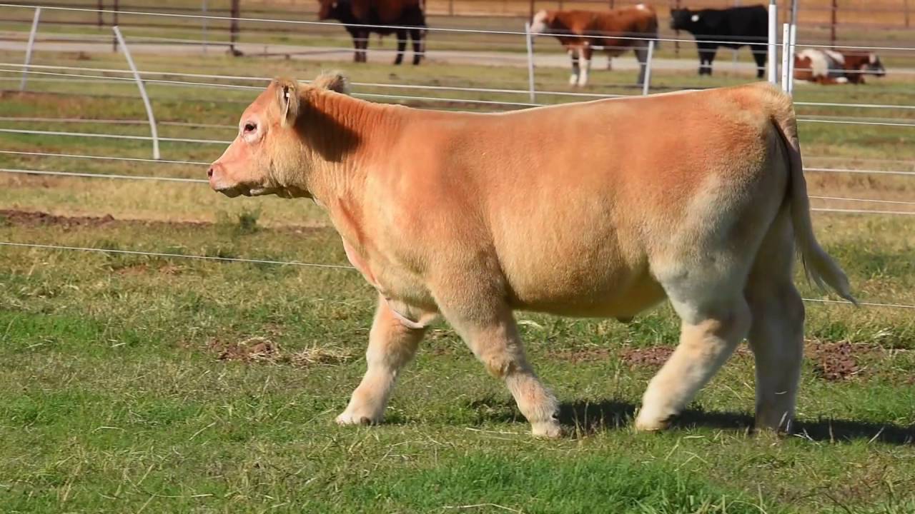 Rodgers Livestock :: Tag 10 - YouTube