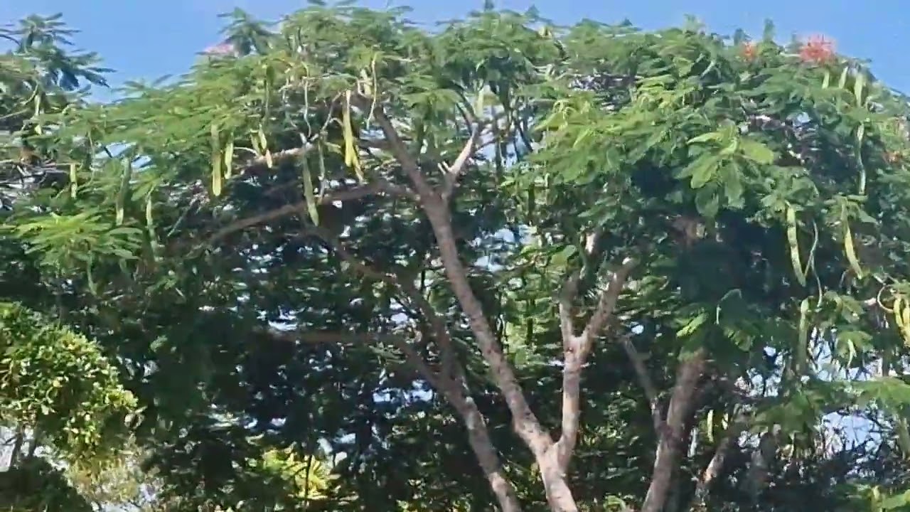 Grand Cayman Amazon parrot release - YouTube