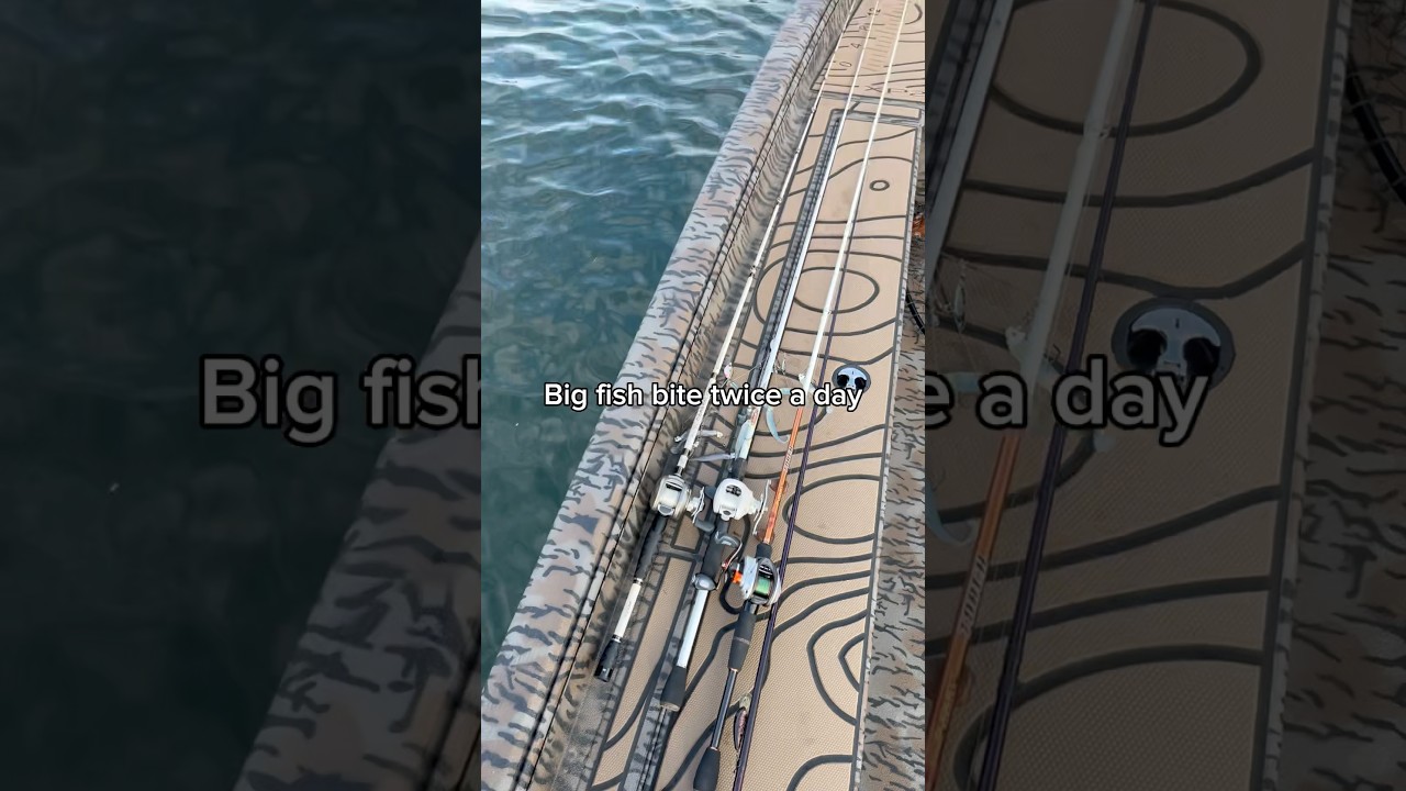 Big fish bite when I’m not fishing‼️💀🎣#trkfishing - YouTube