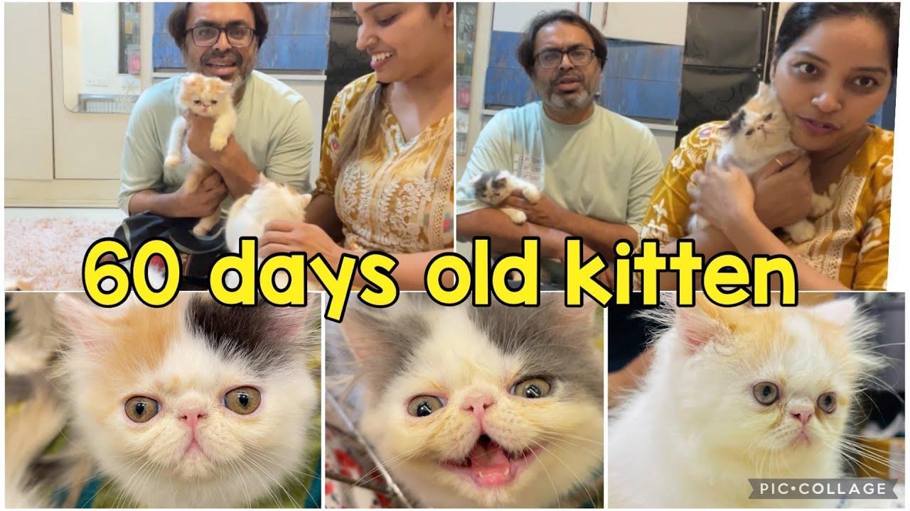 Our Kittens Now grown up babies 🥰 हमारी cats के प्यारे प्यारे बच्चे - YouTube