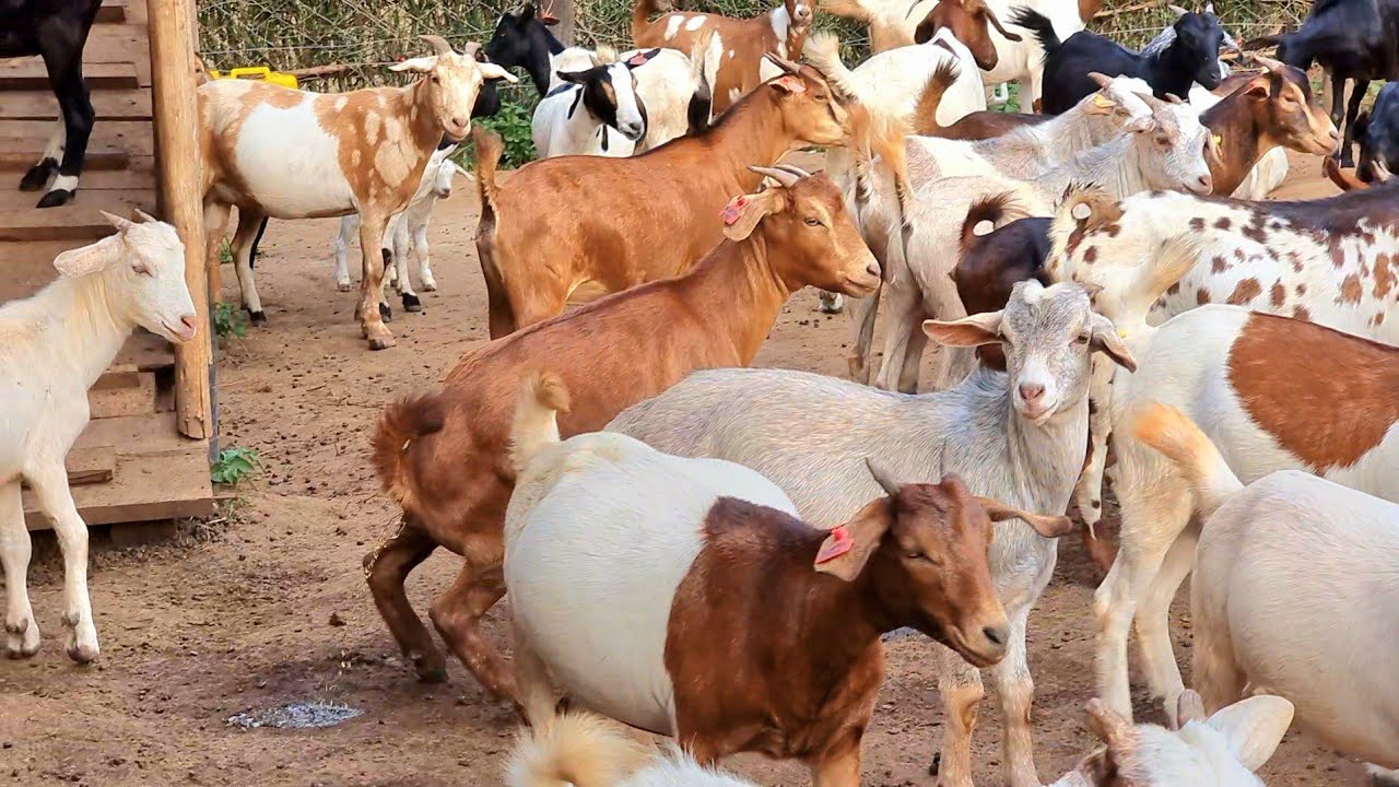 How to Check Up your Goats on Health issues |2023 - YouTube