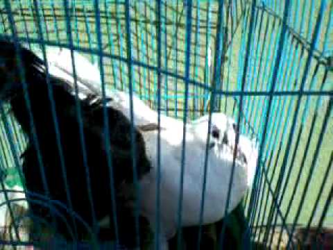 GÜVERCİN VE CİVCİV KAVGASI