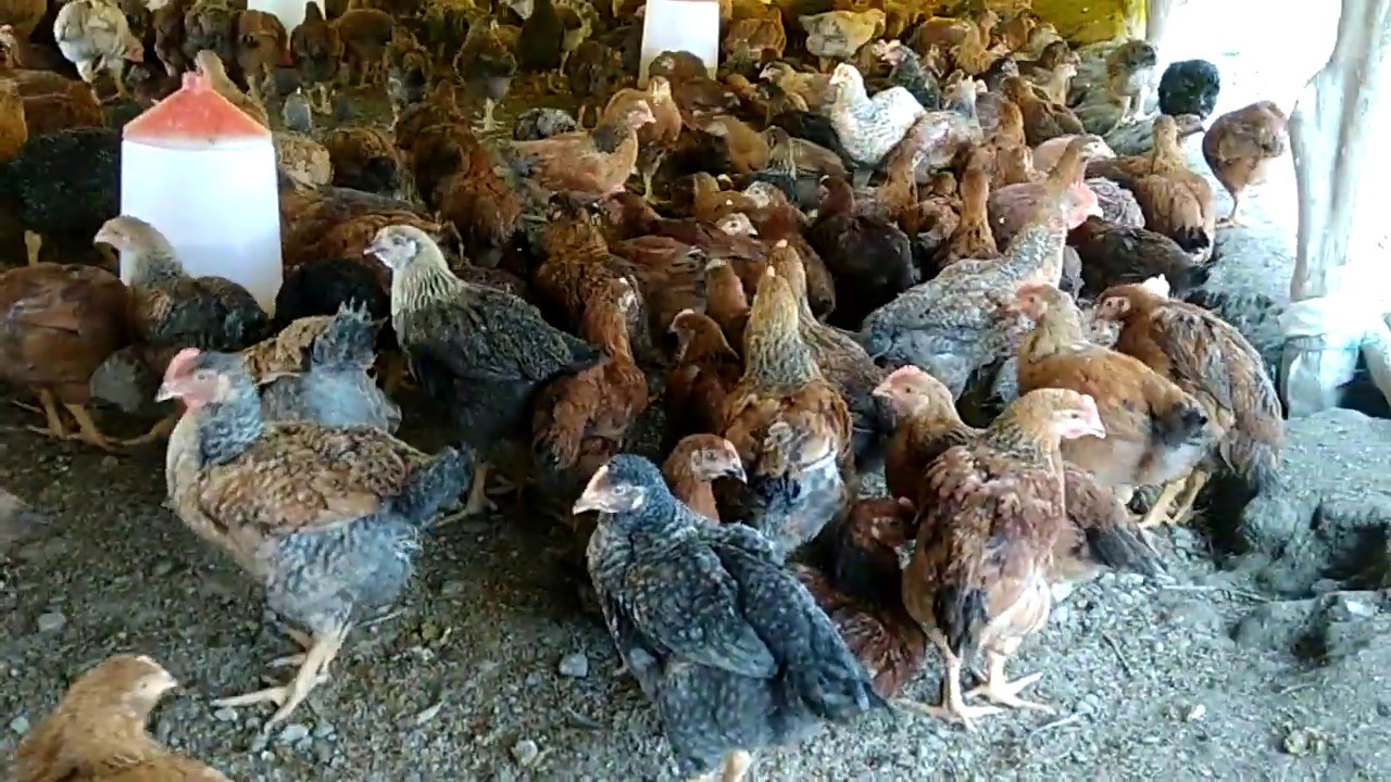 Kroiler farming ek jhalak ..day 40 - YouTube