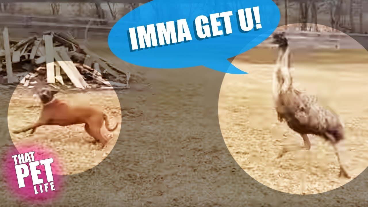 Ostrich Running From Dog Gif