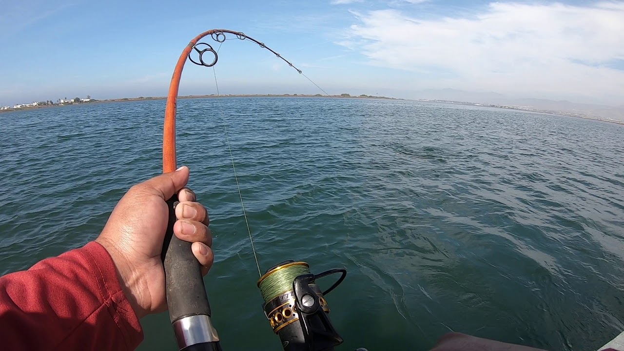 pesca de pez angelito o guitarra 15kg aprox - YouTube