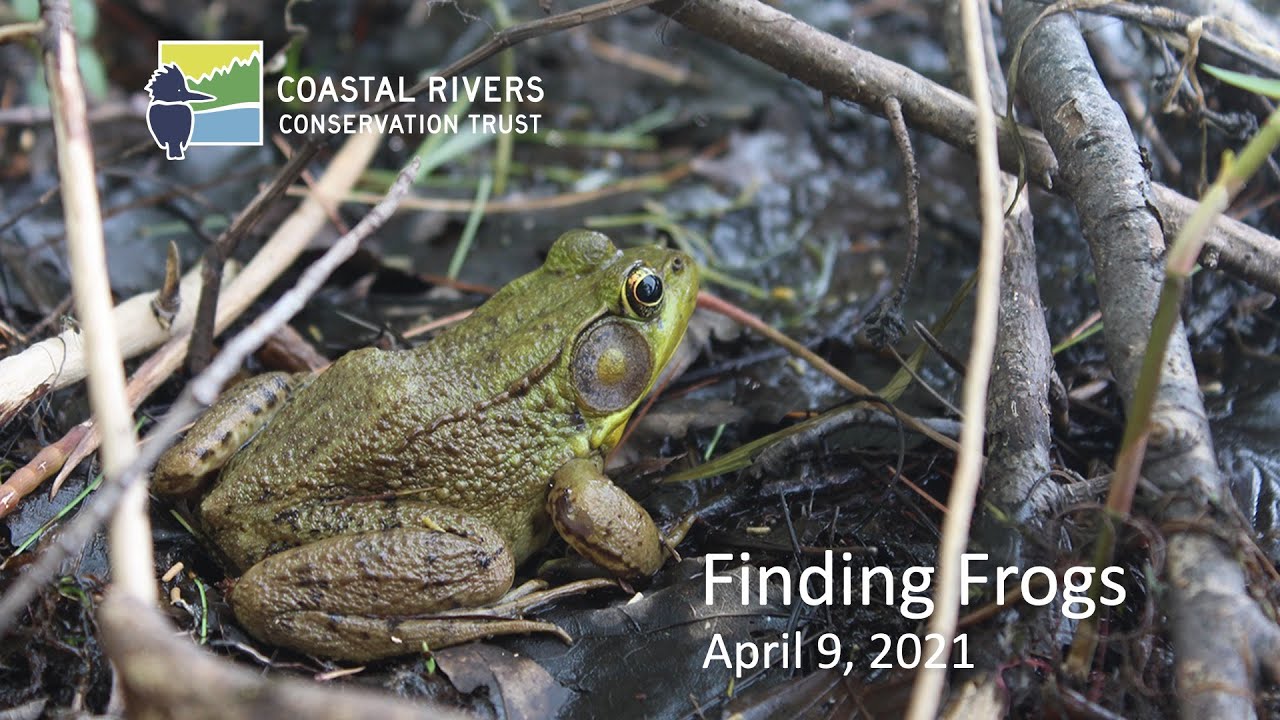 Finding Frogs - YouTube