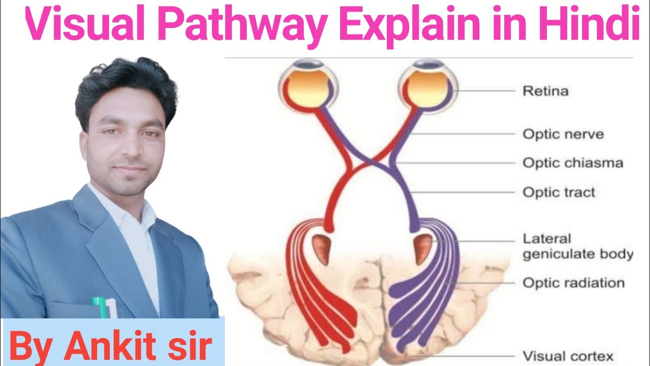 Part -3 || Visual Pathway || Optic Pathway Explain in Hindi || # ...