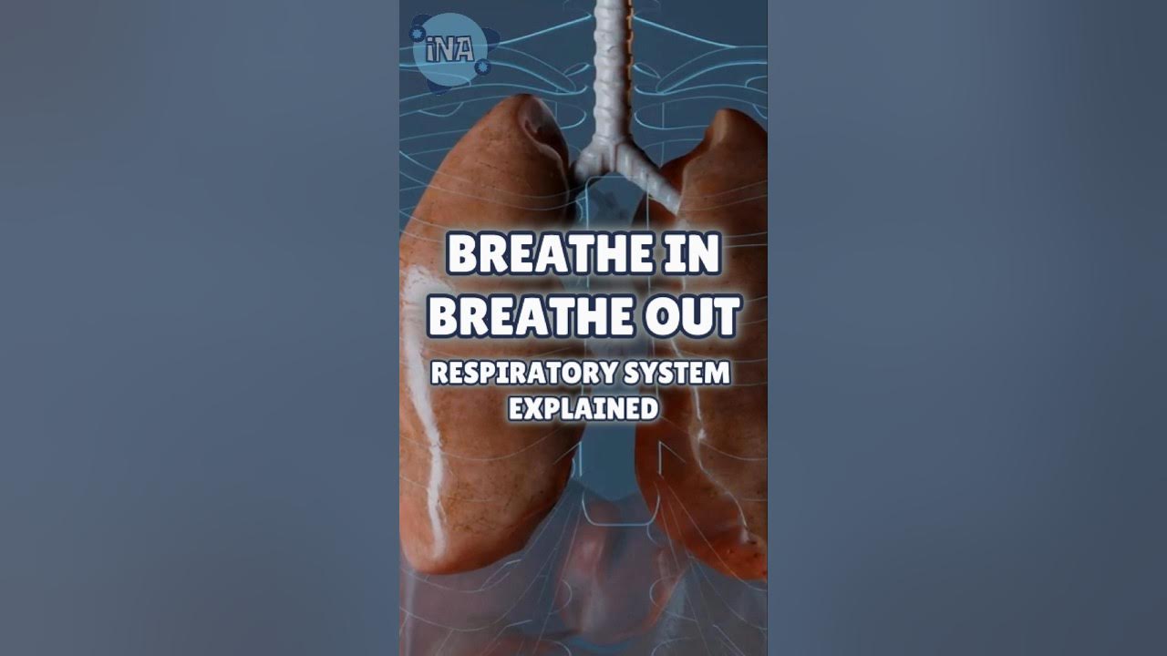 BREATHE In, BREATHE Out: The Respiratory System 🌬️ - YouTube