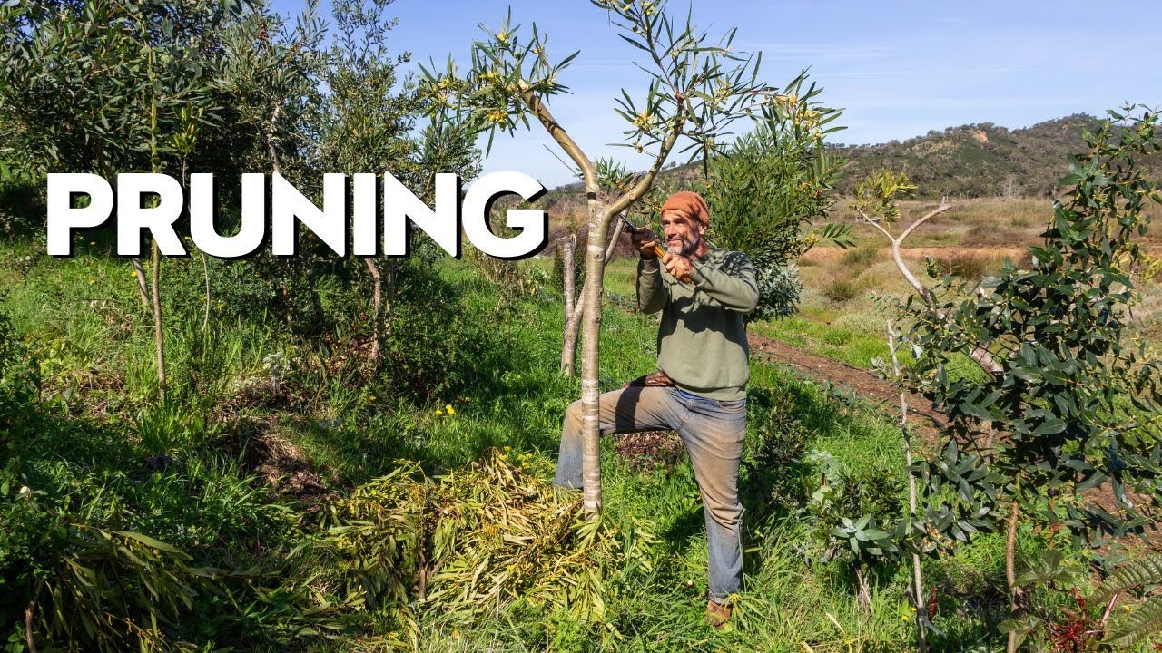 Step 3: Pruning Basics (gold for the soil) - YouTube