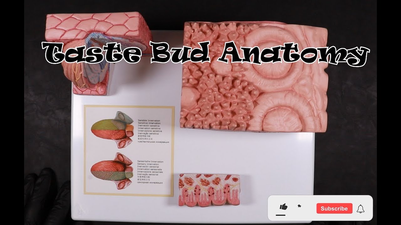Taste Bud Anatomy - YouTube