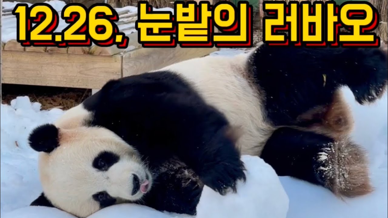 눈밭위의 러바오 풀영상~ ️☃️ #lebao#pandababies 러바오 사랑해 ️ - YouTube