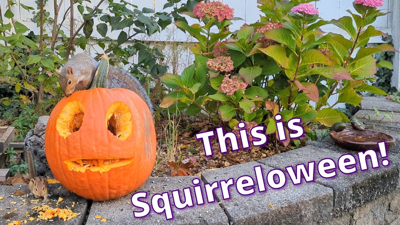 Squirreloween - Squirel and chipmunk pumpkin hijinks! - YouTube