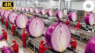 Inside the Mega Onion Factory: From Raw to Premium Powder (Full Process)