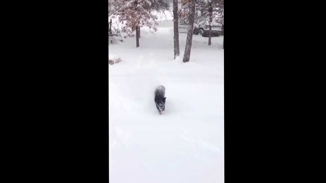 Dog plowing through the snow. - YouTube