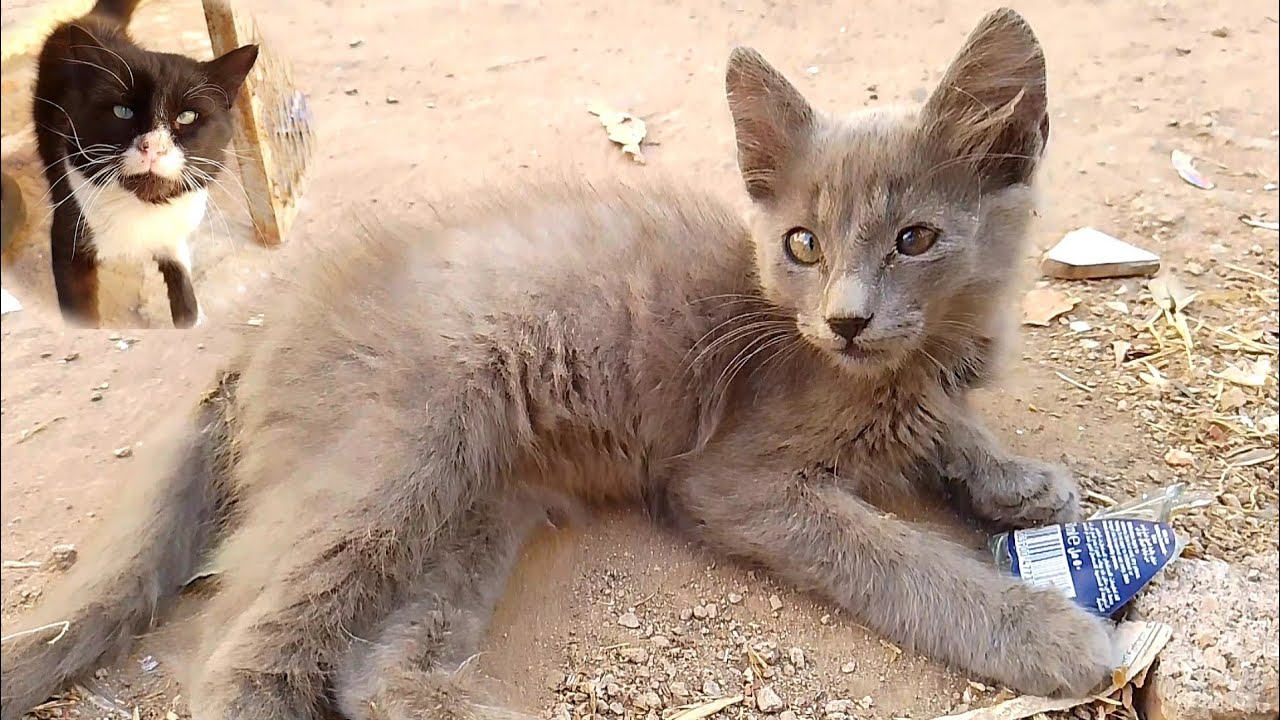 Orphaned kitten bravely shares meal with a giant cat in mother's ...