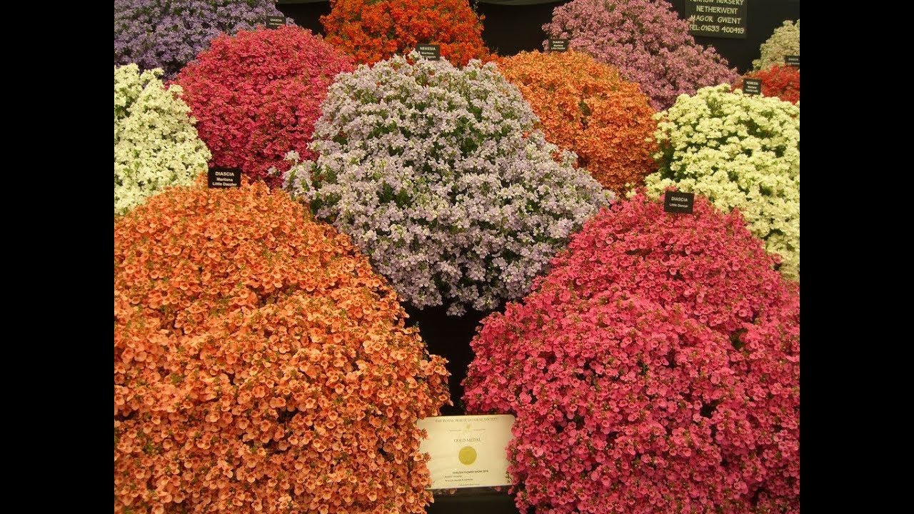 Amazing and Most Beautiful Diascia Flowers |Twinspur - YouTube