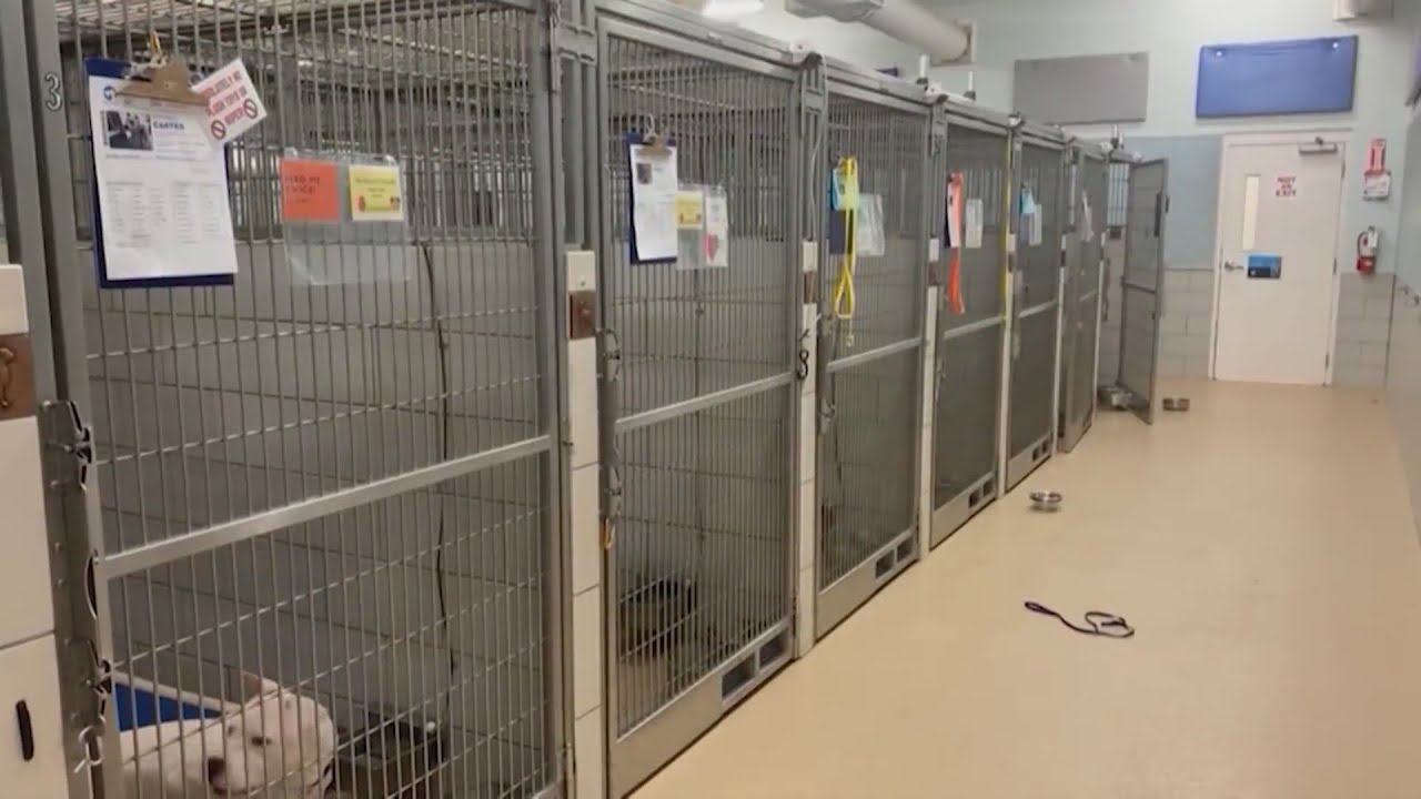 Newsmaker: Nashville Pet Project - YouTube