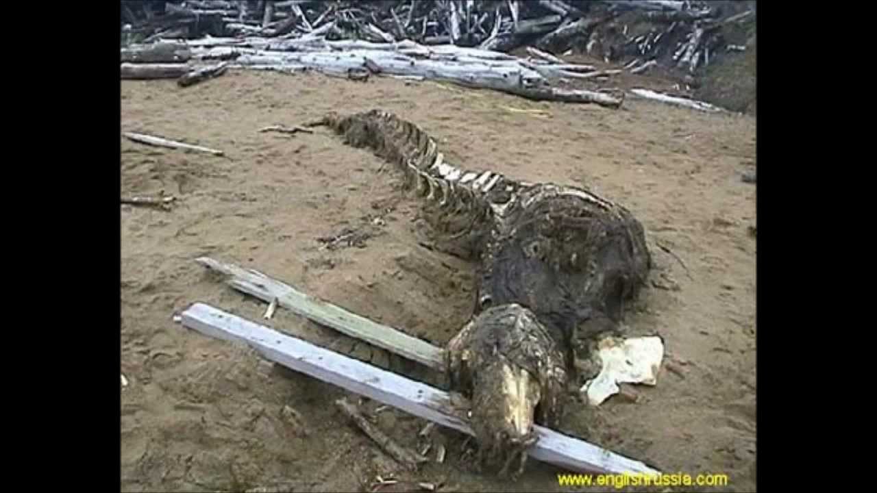 世界の未確認生物 Unidentified Mysterious Animal(UMA) - YouTube
