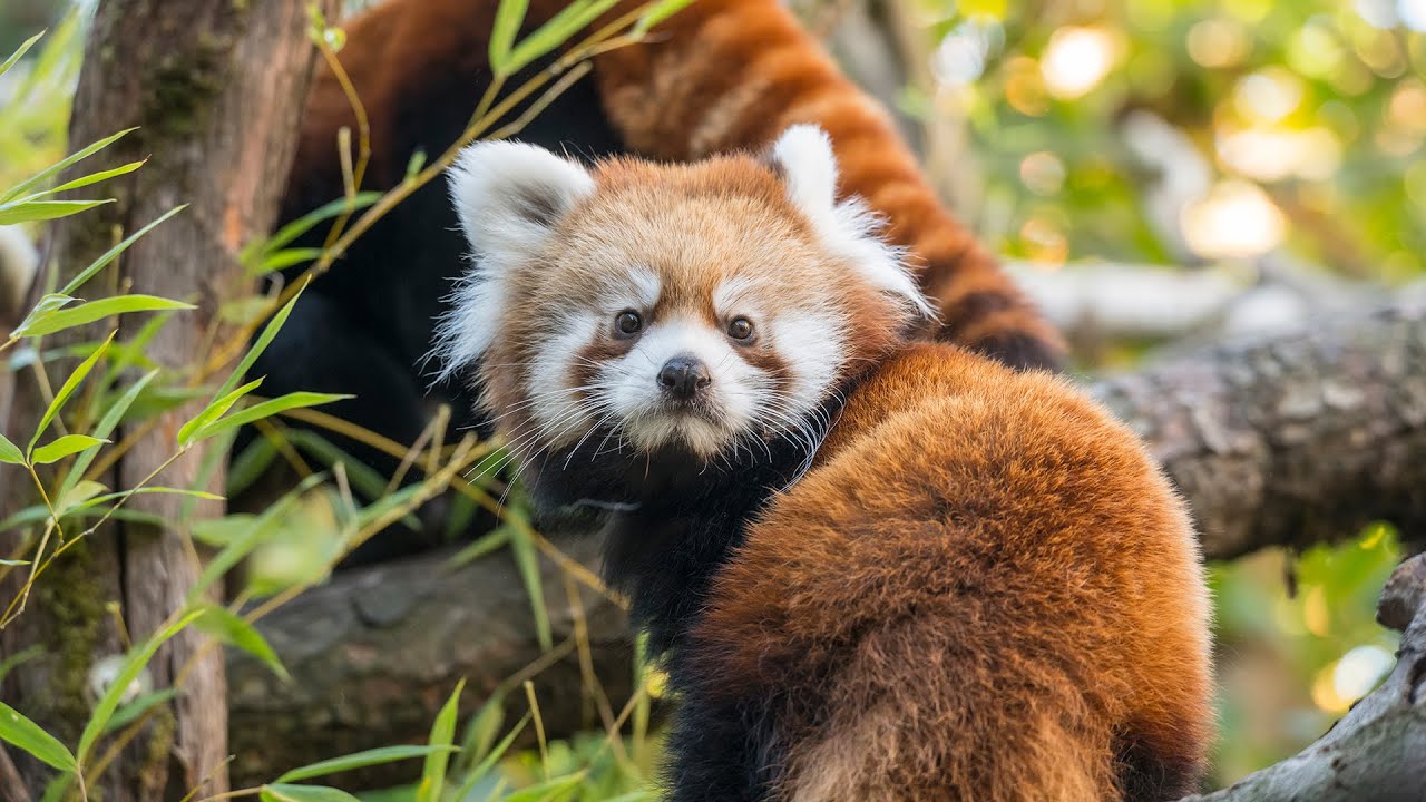 Playful Pouncing Pabu Is Panda Perfection - YouTube