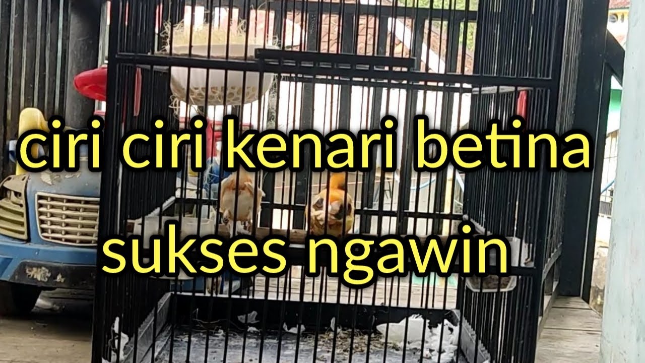 ciri ciri kenari sukses kawin | cara mengawin kan kenari yang benar ...